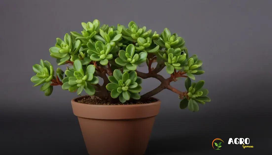 Planta Jade: Como a Tecnologia Está Transformando o Cultivo dessa ...